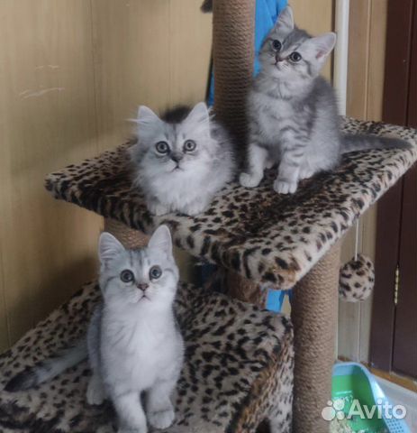 Шотландская прямоухая кошка