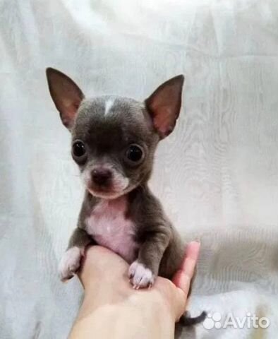 Чихуахуа мини девочка
