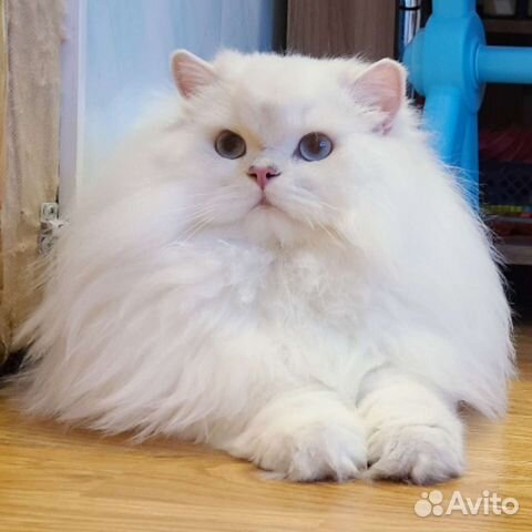 Эксклюзивный кот в любимцы, чистейшая шиншилла