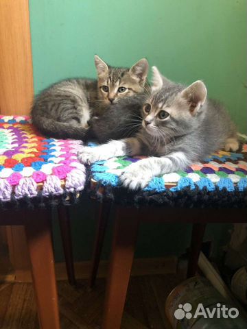 Котята 1.5 мес девочка и мальчик