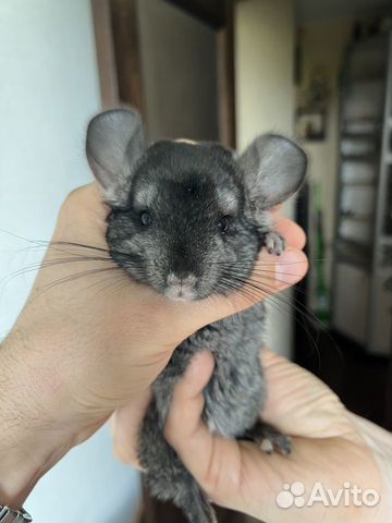 Продам шиншиллу