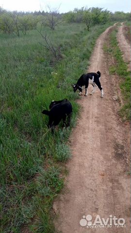 Нубийские козлики