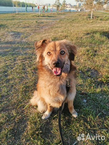 Лисичка в добрые руки