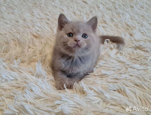 Британский котёнок с докуметами