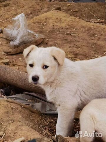 Щенки потеряшки в добрые руки
