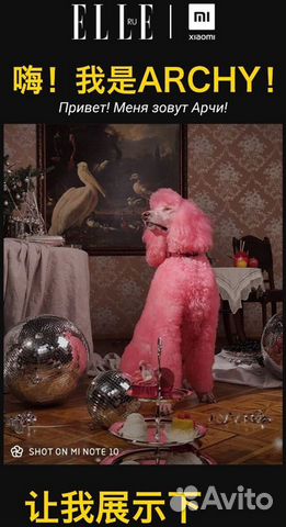 Королевский пудель