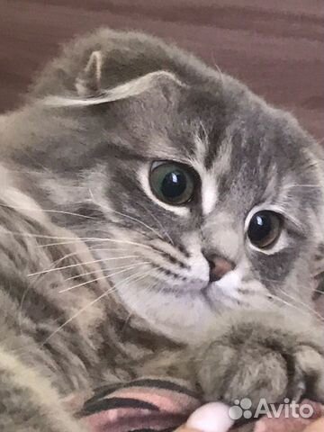 Шотландец вислоухий длинношёрстный