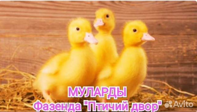 Муларды Инкубационное яйцо
