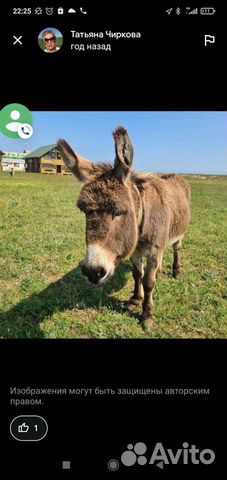 Продается осел