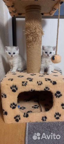 Британские котята