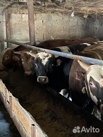 Продажа крс