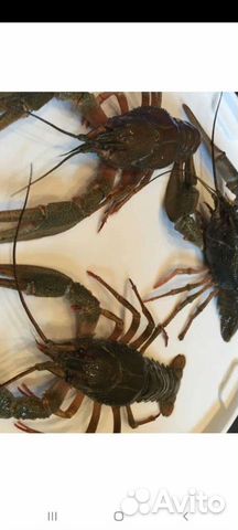 Продам живых раков
