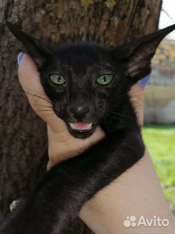 Ориентальные котята