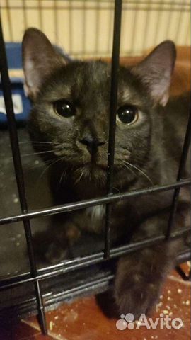 Ласковый котенок живёт в клетке