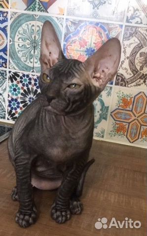 Черный малыш