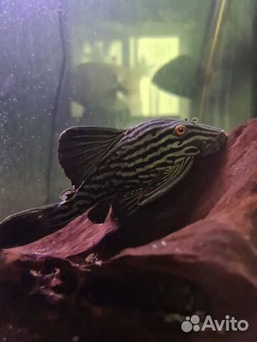 Сом Панак королевский L191