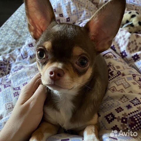 Чихуахуа кобель вязка