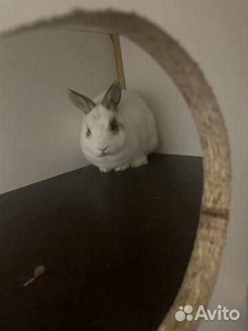 Декоративный кролик