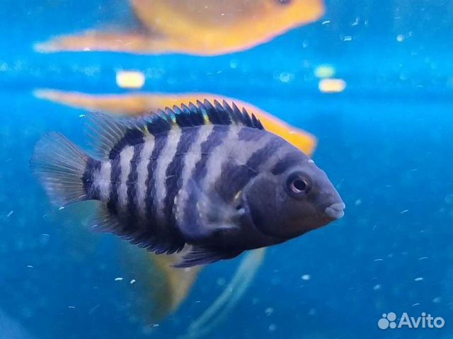Рыбки цихлиды полосатые