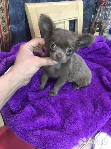 Чихуахуа лиловая девочка Брусничка