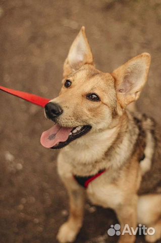 Леля. Умный добрый щенок. Бесплатно