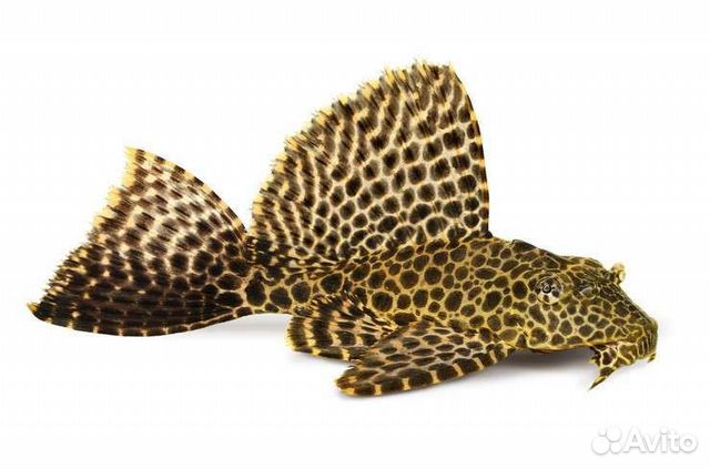 Парчовый сом