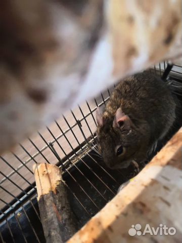 Отдам в добрые руки 2х белок Дегу