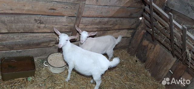 Козлята,две девочки