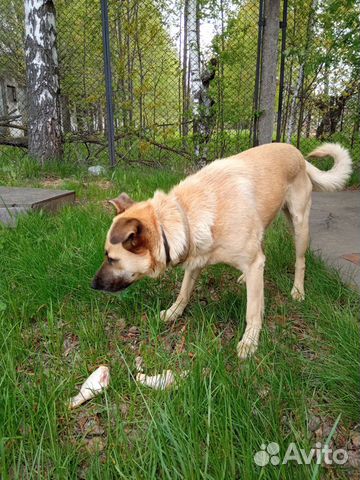 Отличный сторожевой пёс в добрые руки Бесплатно