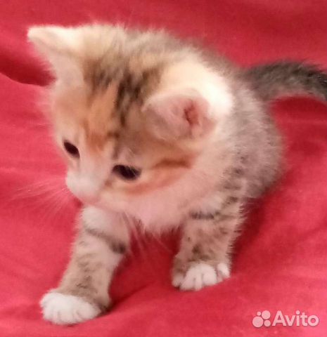 Котенок девочка-трехцветочка 5 недель