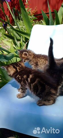 Котята в дар бесплатно