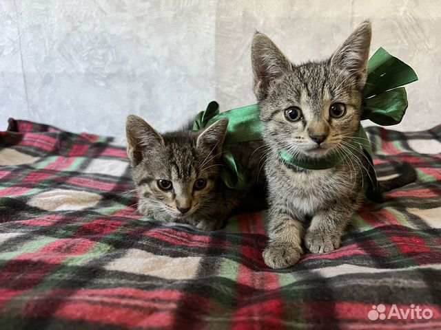 Милые девочки котята