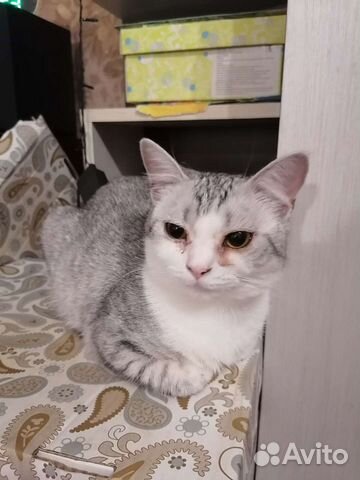 Киска в добрые руки