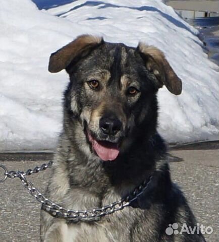 Собака, обученная кинологом