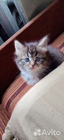 Котёнок шотланец+мэйкун