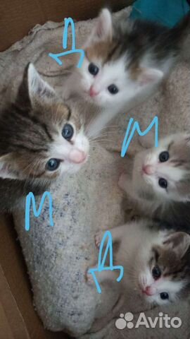 Красивые котята ищут мампап