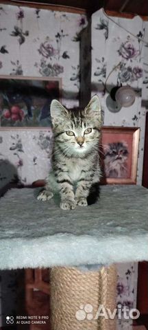 Красивая Умная Талантливая Коша от мамы мышеловки