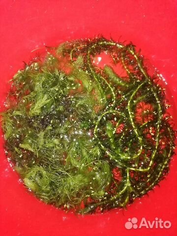 Растения для аквариума