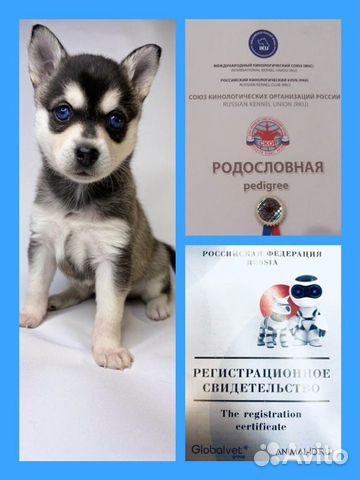Аляскинский кли кай мини хаски не помски