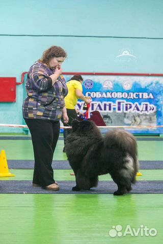 Кобель чау чау для вязки