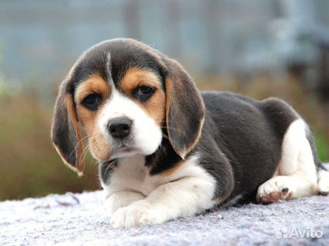 Щенок бигль девочка