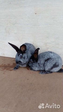 Кролики на племя