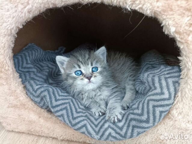 Крошка Лотти ищет хозяина