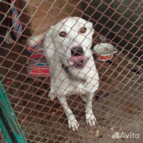 Большая ласковая Лола ищет дом