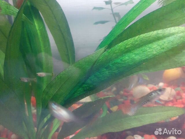 Аквариумные рыбки гуппи