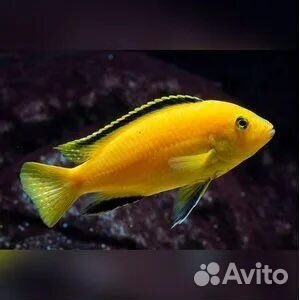 Лабидохромис Колибри