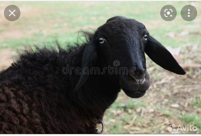 Матки ягнята