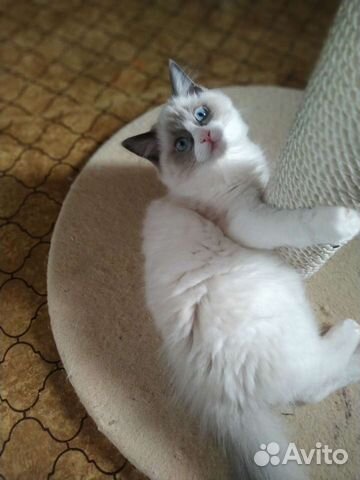 Julia котёнок Рэгдолл