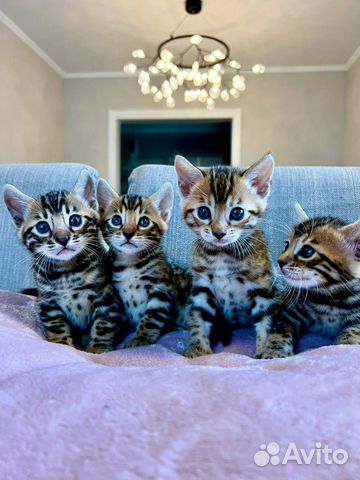 Бенгальские котята