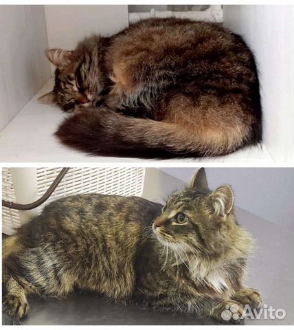 Кошка